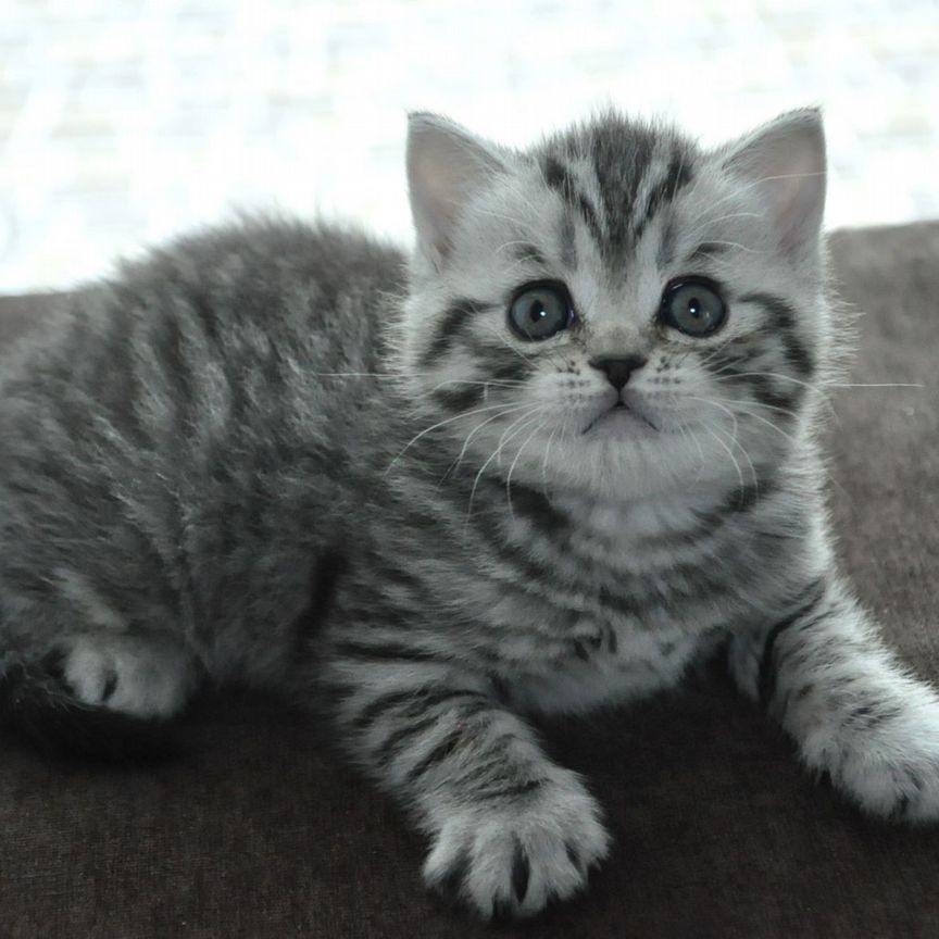 Шотландский серебристый мальчик