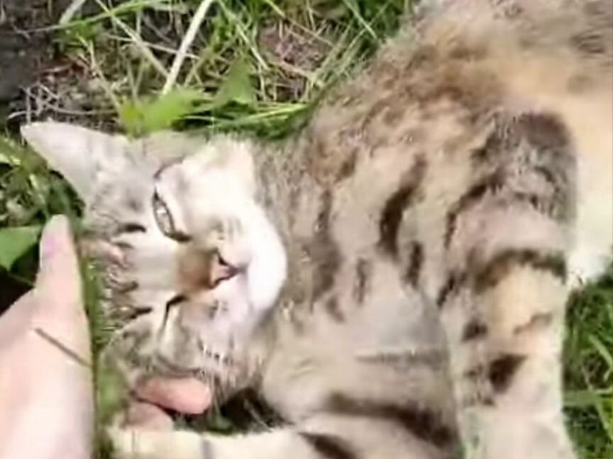 Суперласковая шпрота Пуша не уходит от своего дома