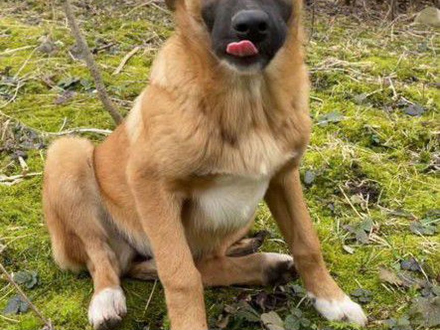 Моника в добрые руки