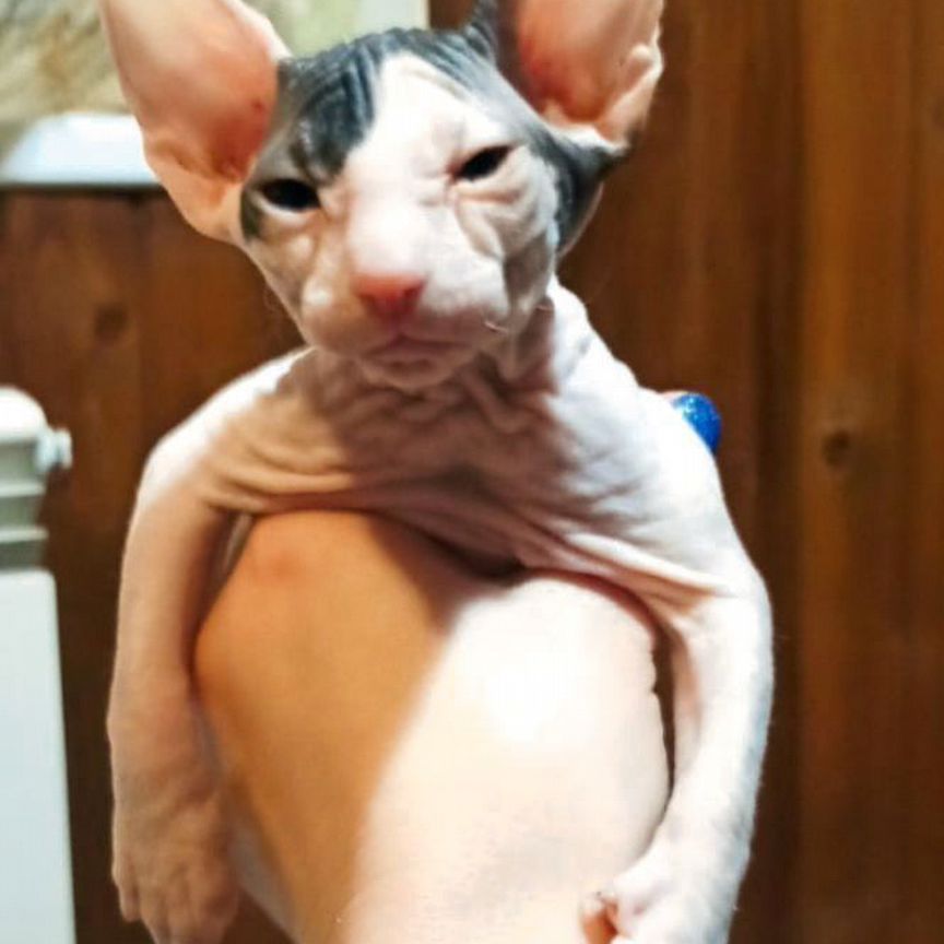 Донской сфинкс котята
