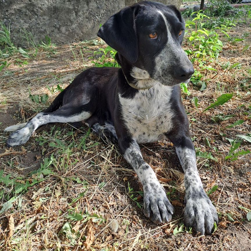 Отдам собачку