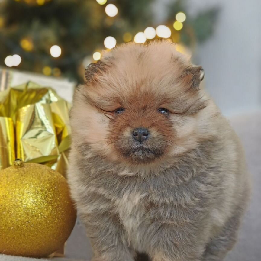 Померанский шпиц медведь девочка