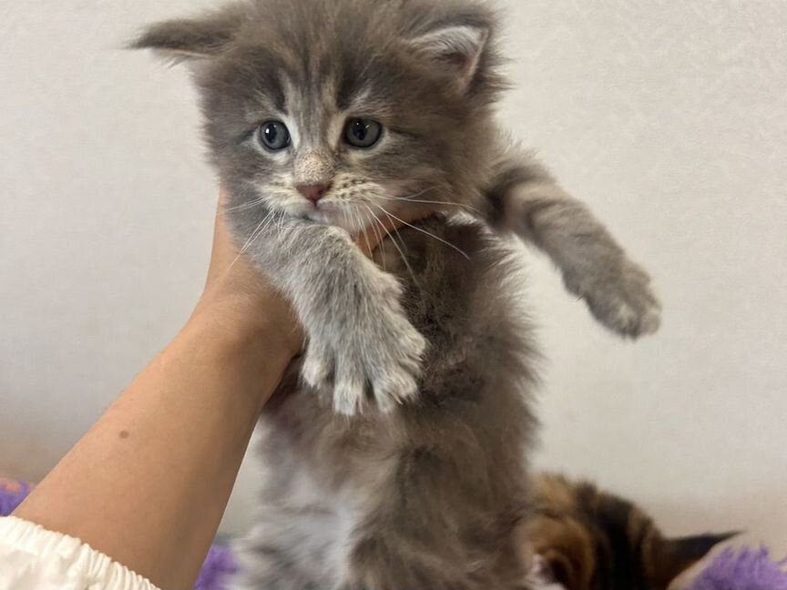 Котята мейн-кун