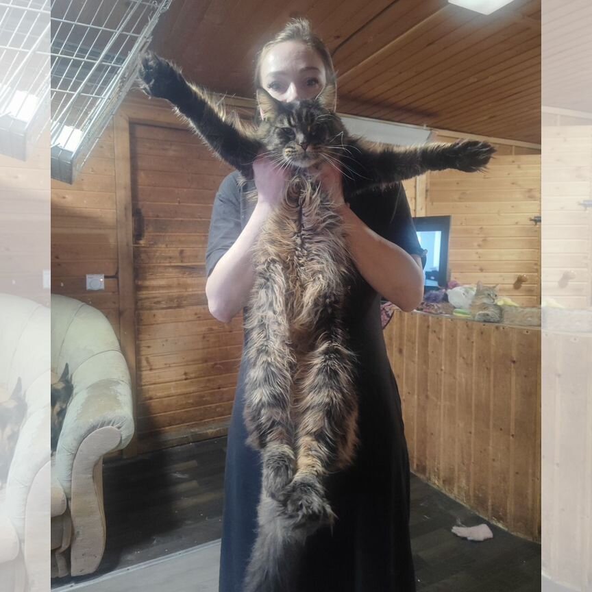 Мейнкуны метисы котята