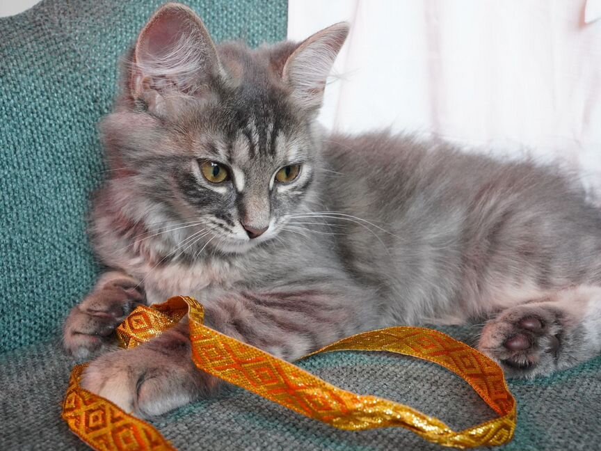 Котенок девочка 4 месяца