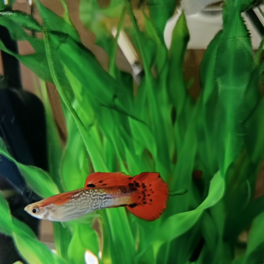 Мальки гуппи