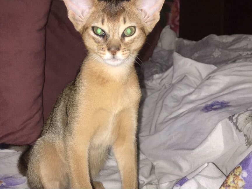 Абиссинская кошечка