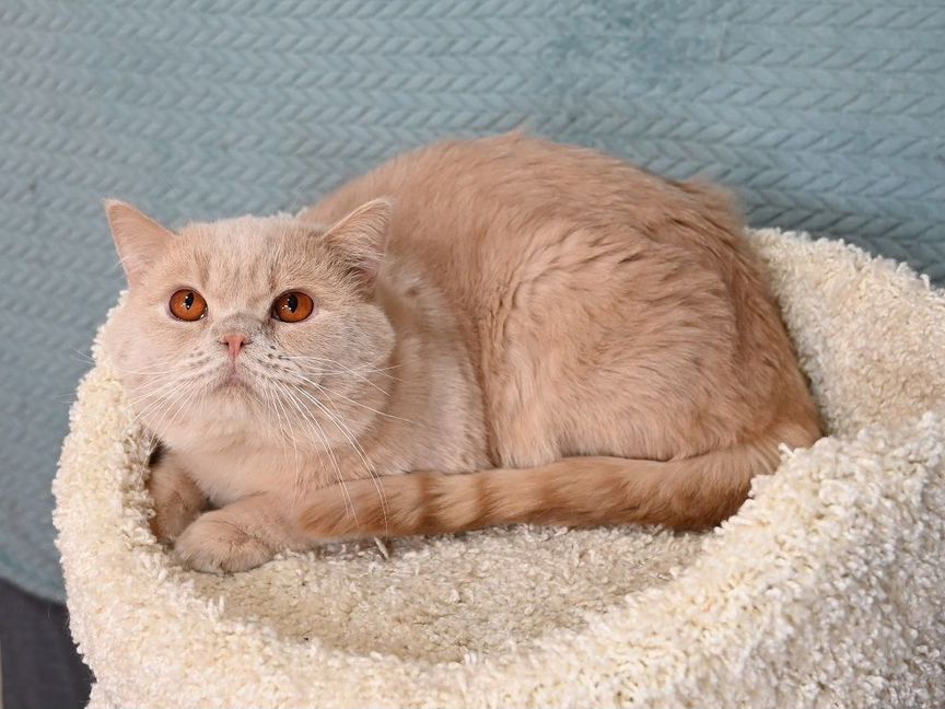 Кремовый британский котенок мальчик