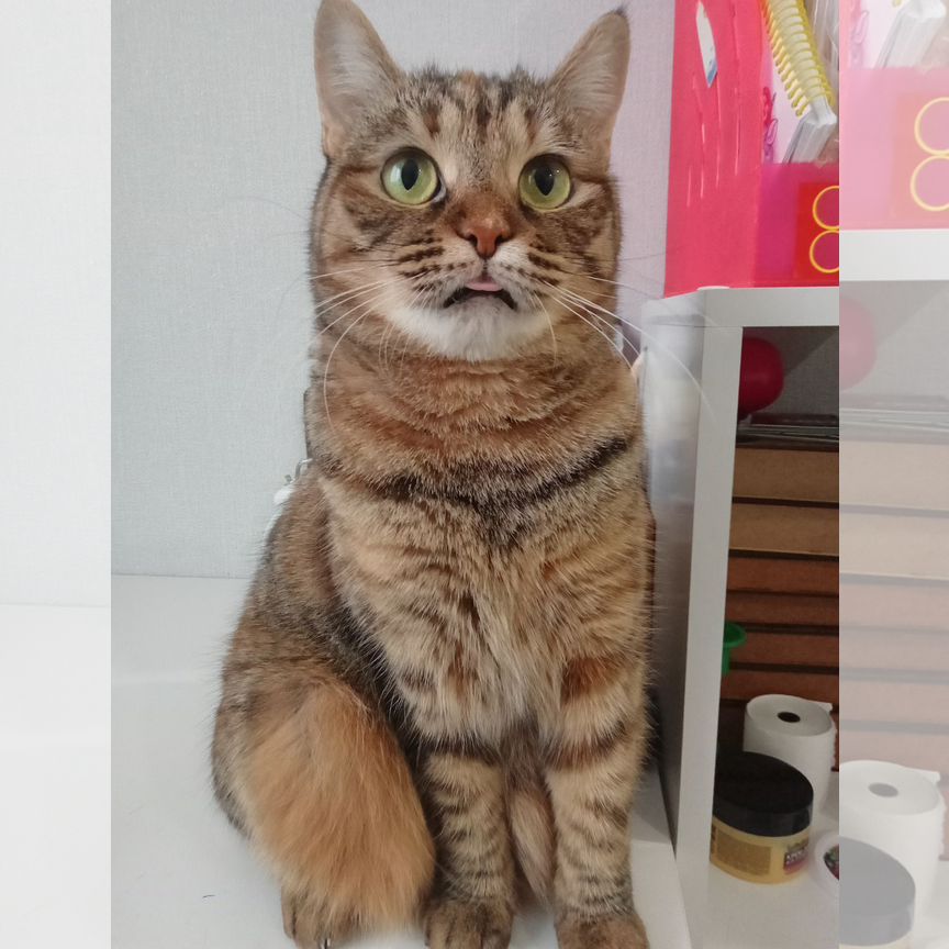 Кошка в полоску