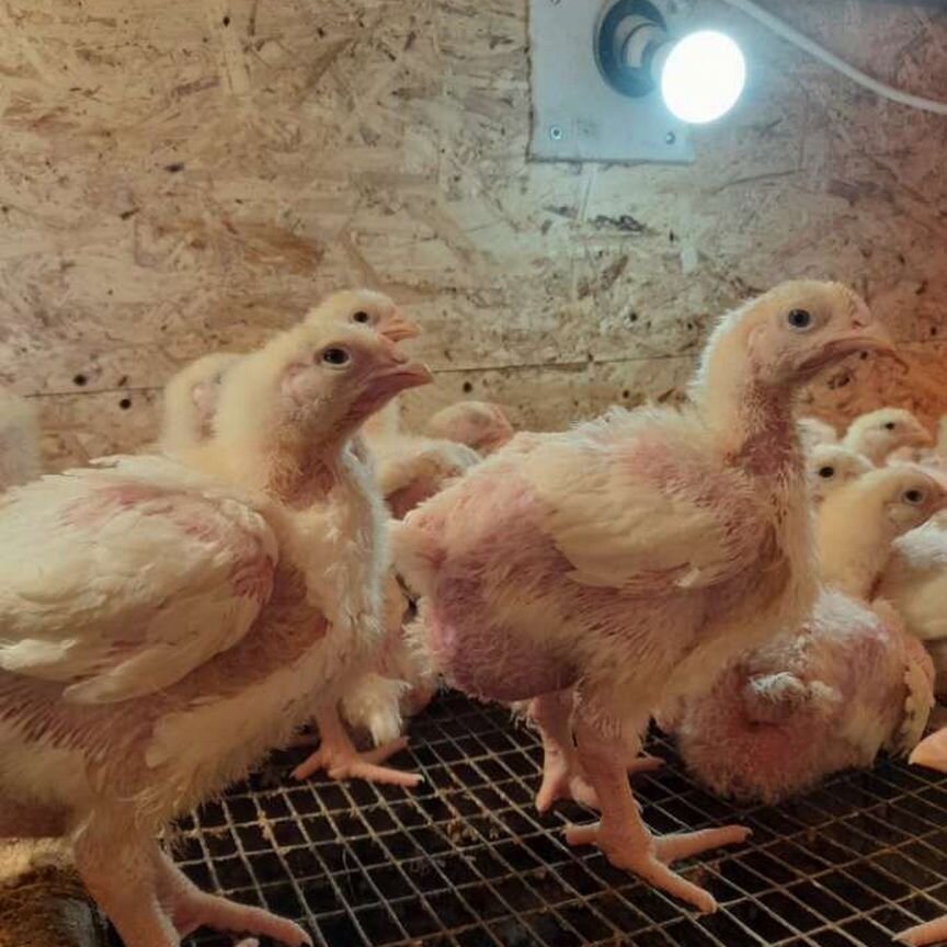 Цыплята бройлеры подрощенные Кобб 700