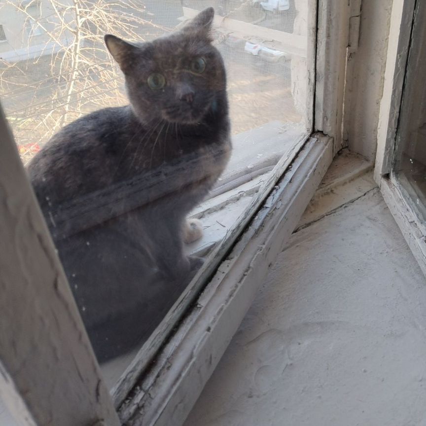 Британская длинношёрстная кошка, взрослая