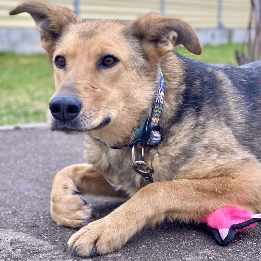 Взрослая собака в добрые руки