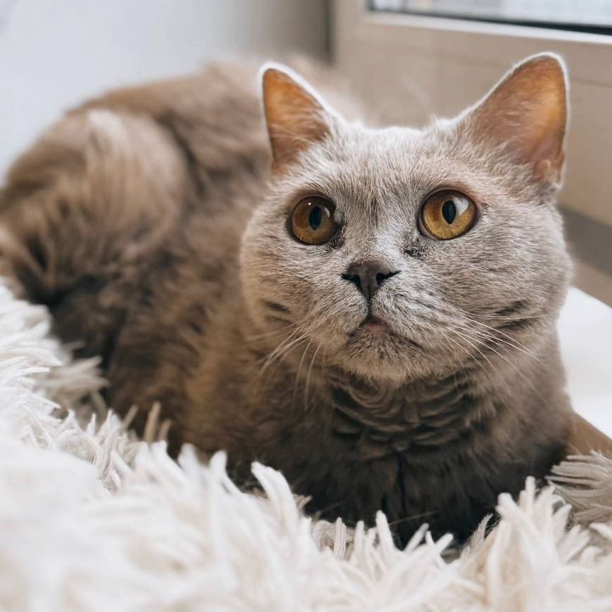 Котик британец Маркиз в добрые руки