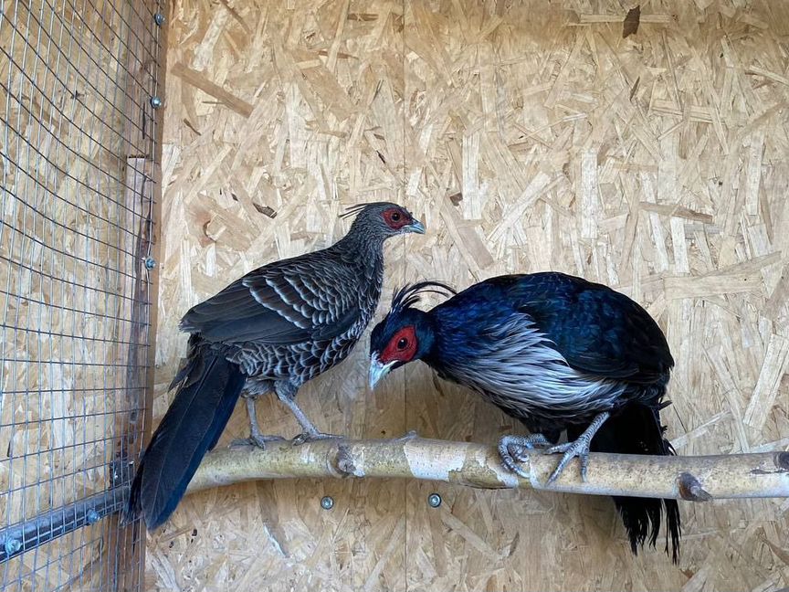 Непальские фазаны