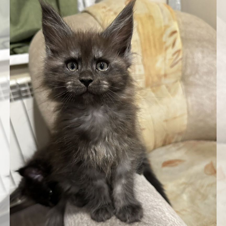 Котята мейн-кун