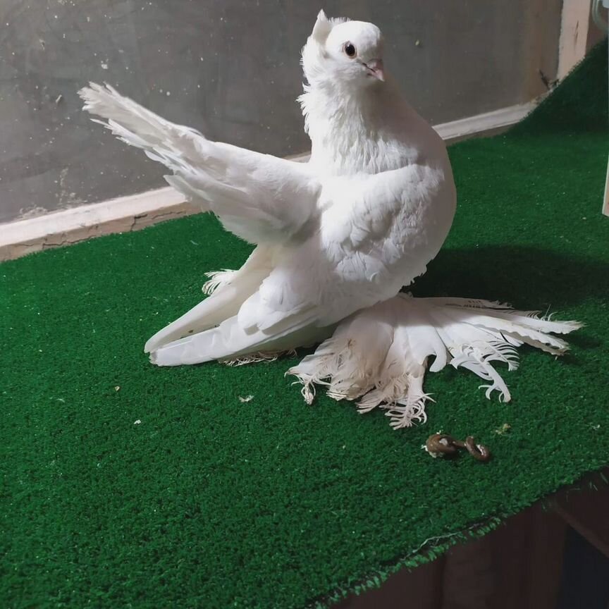 Продам пару статных