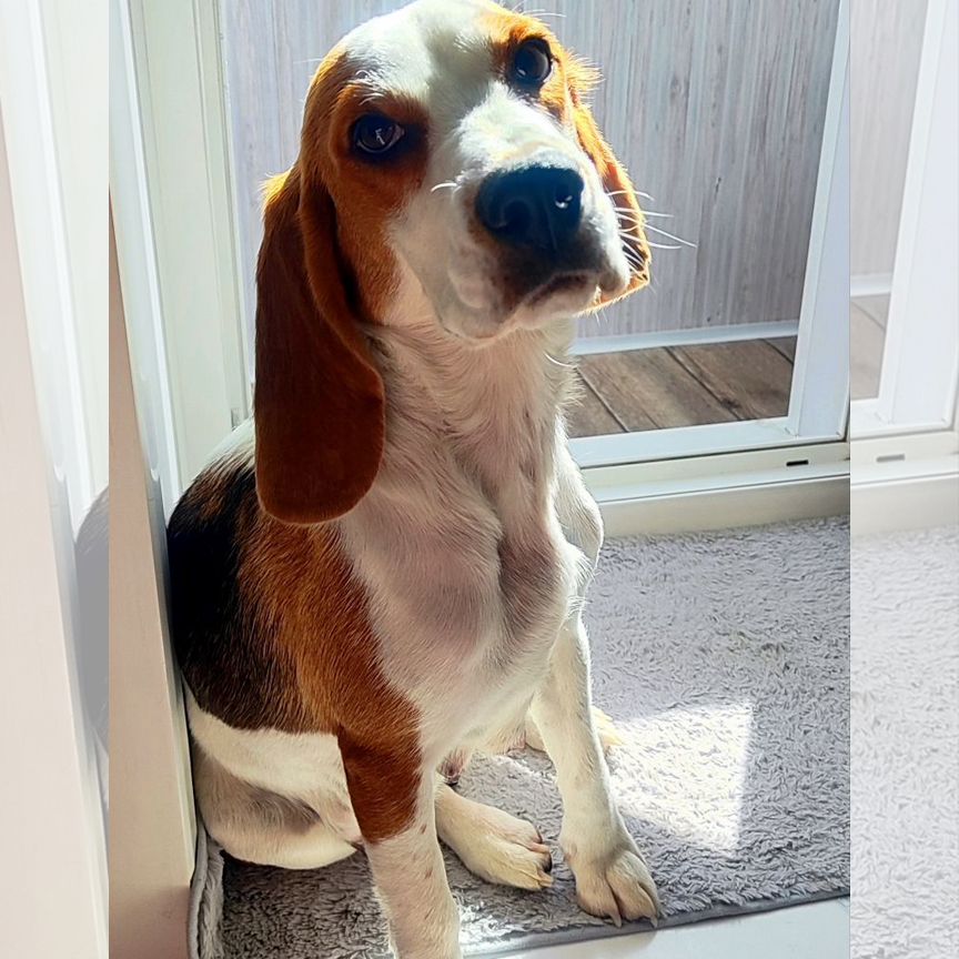 Бигль, взрослая собака