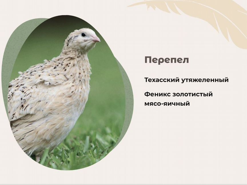 Инкубационное яйцо перепелов