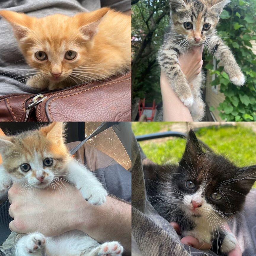 Котенок бесплатно