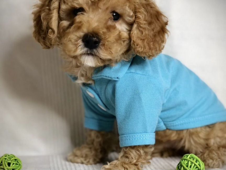 Той-пудель мини