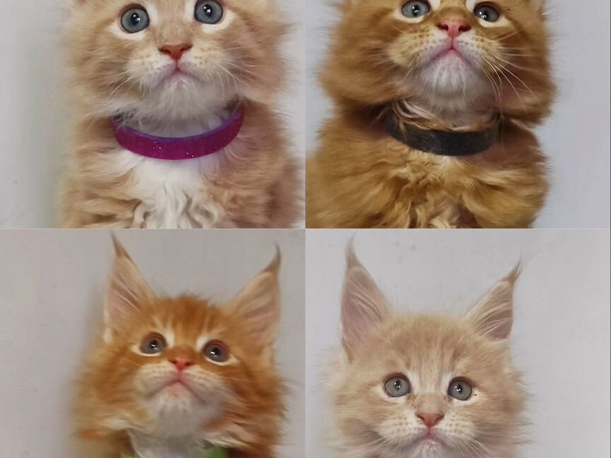 Котята Мейн-Кун с документами