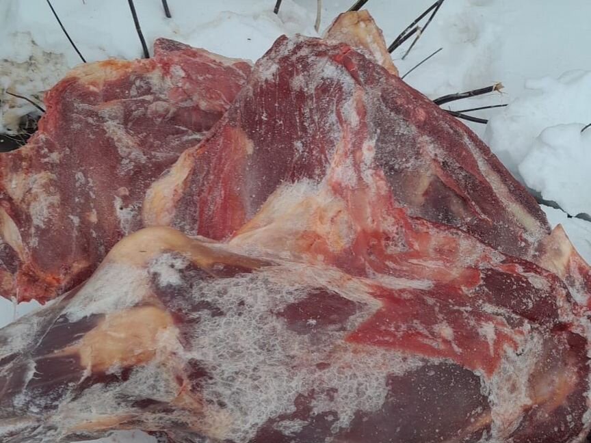 Мясо говядина корм собакам