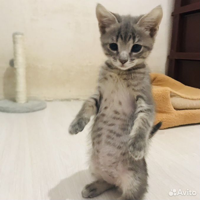 Котенок Гоша ищет семью