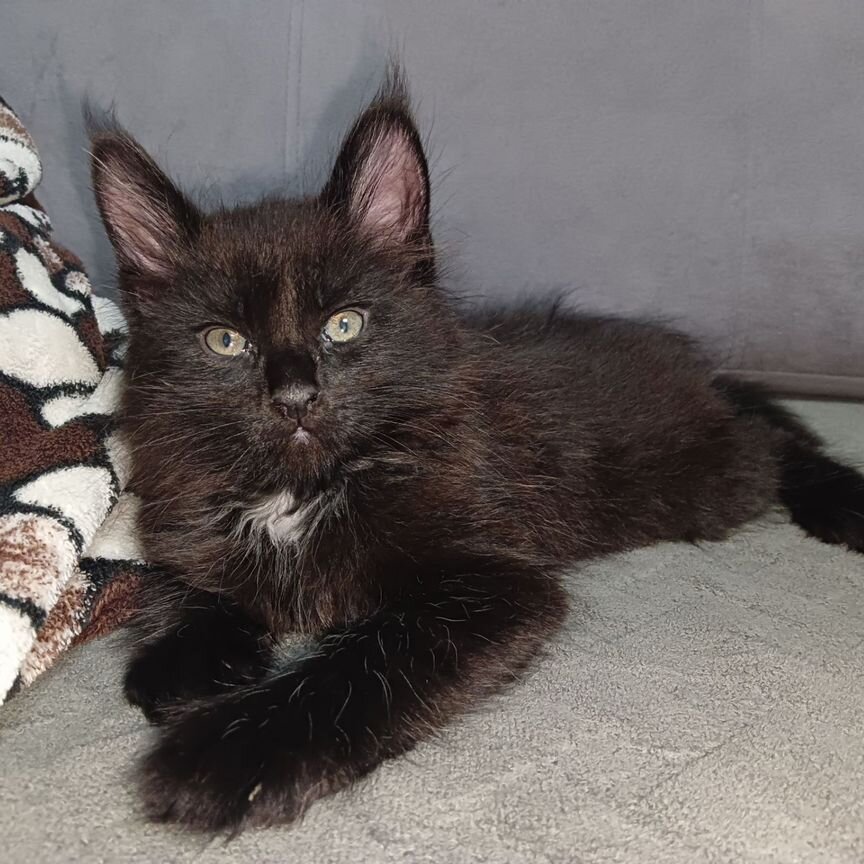 Котята мейн кун чёрно-бурый окрас