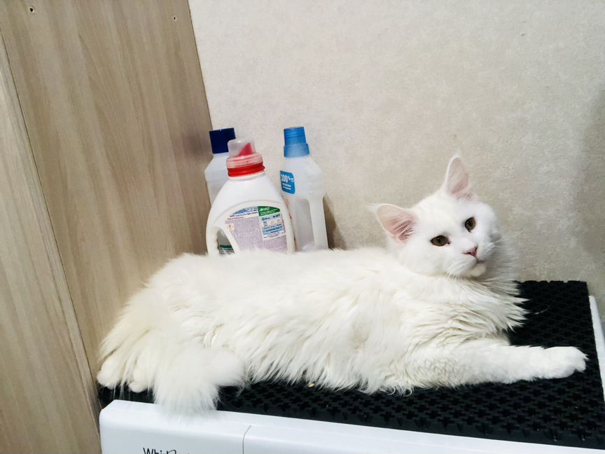 Мейкун белый