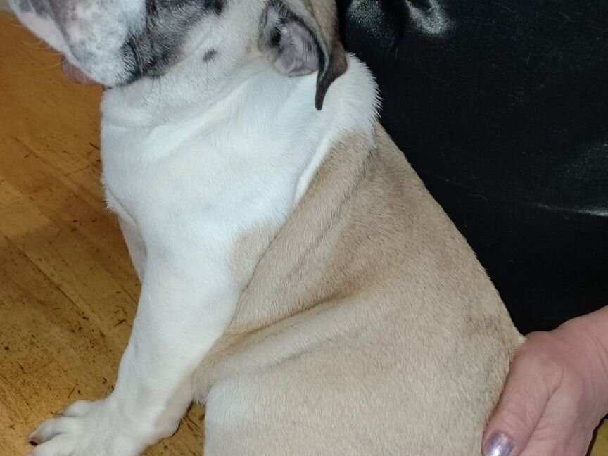 Английский бульдог