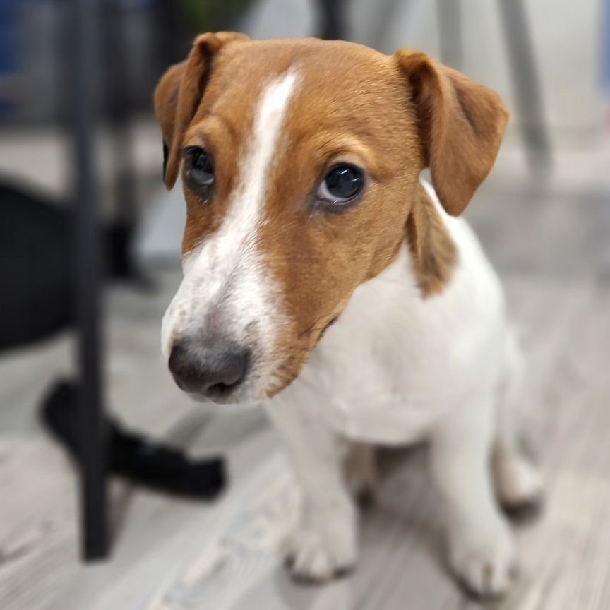 Джек-рассел-терьер, щенок