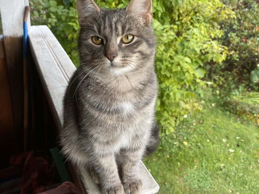 Кошки в добрые руки бесплатно