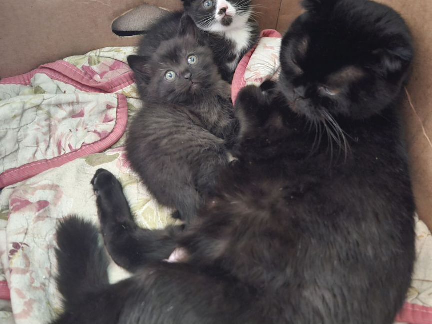 Две девочки от вислоухой кошки