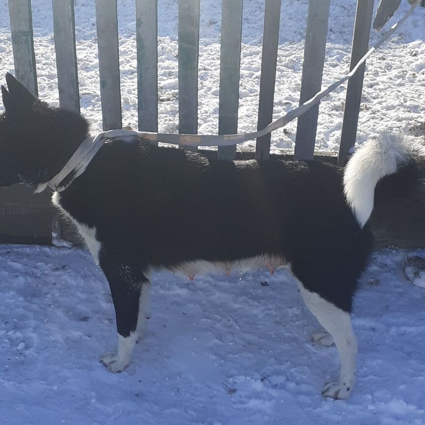 Русская Европейская лайка