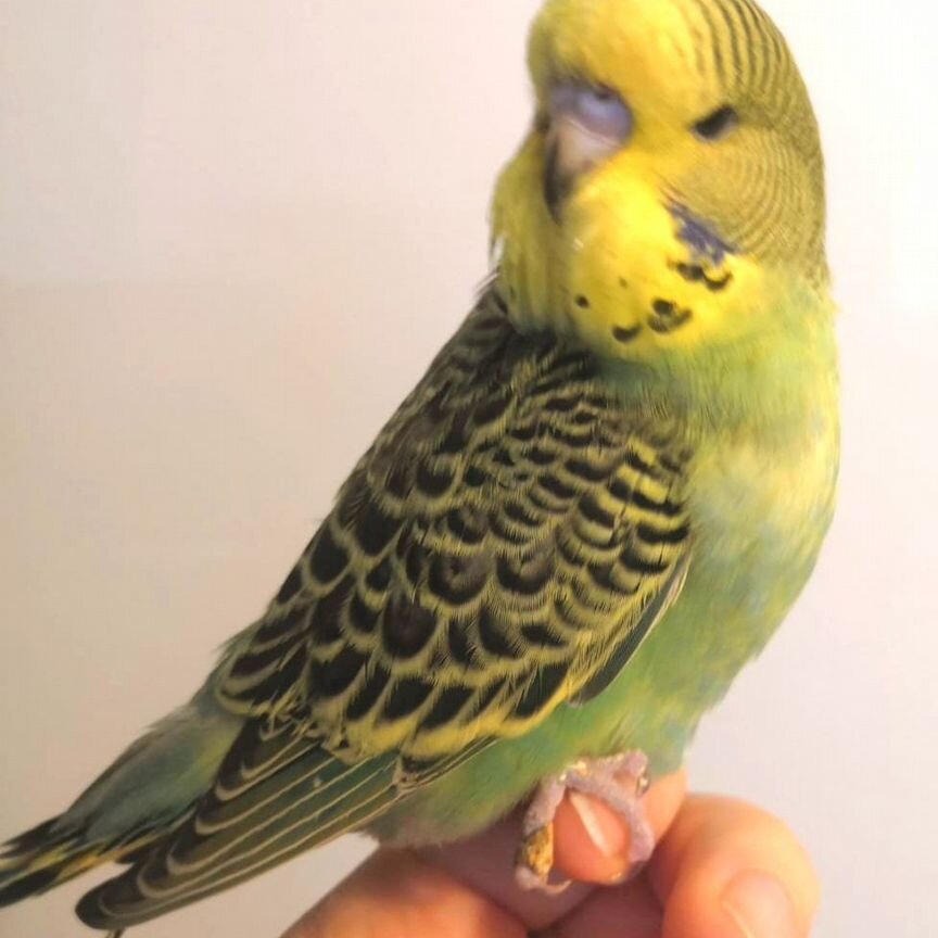 Волнистый попугай ввп чех