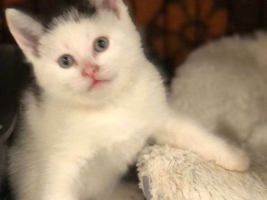 Котята мальчики 2 мес