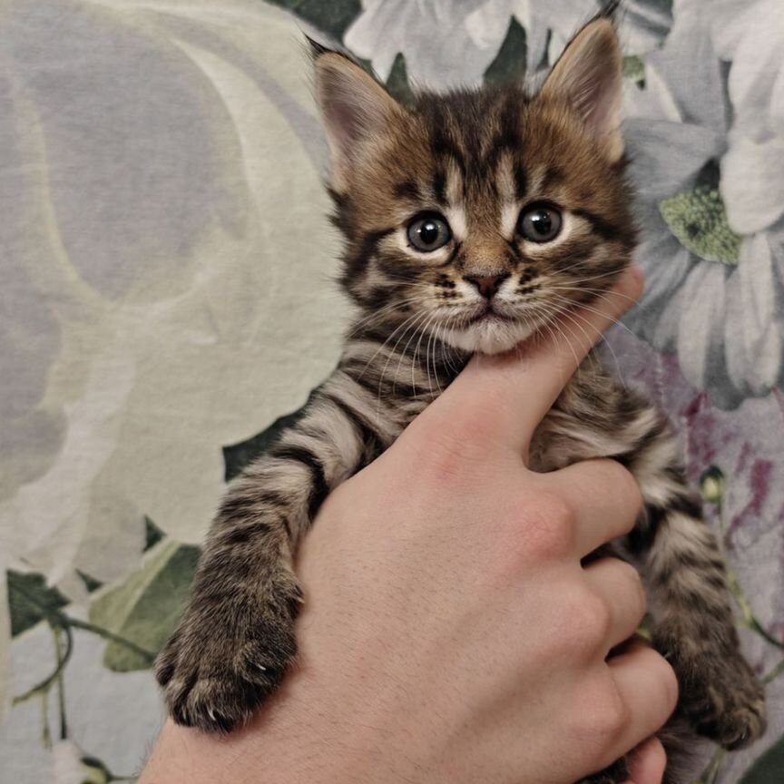 Сибирский котёнок