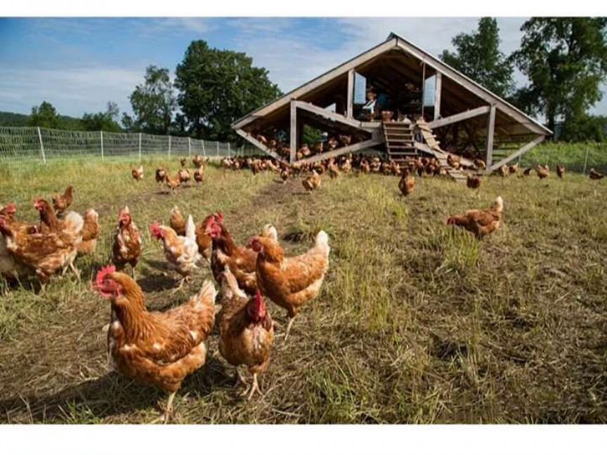 Куры молодки несушки