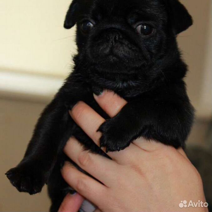 Щенки мопса с отличной родословной