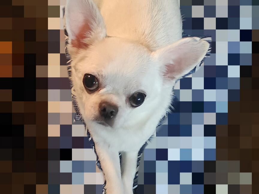 Потерялся чихуахуа