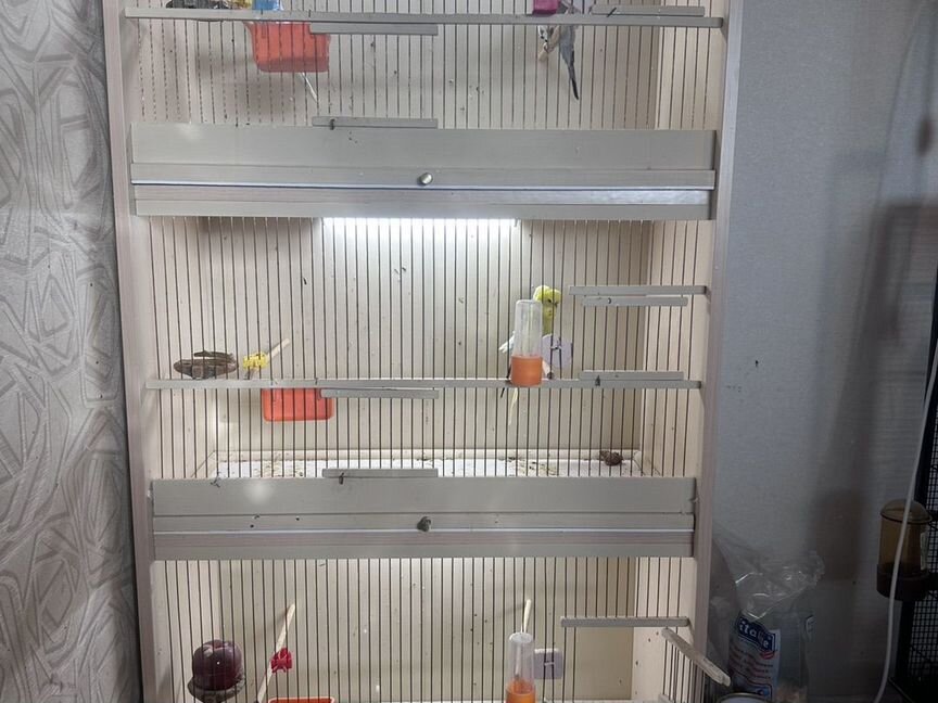 Попугаи ввп чехи с клеткой