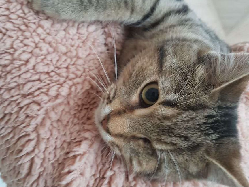 Особенный котенок, мальчик, 4 месяца