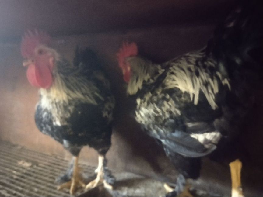 Молодые петухи