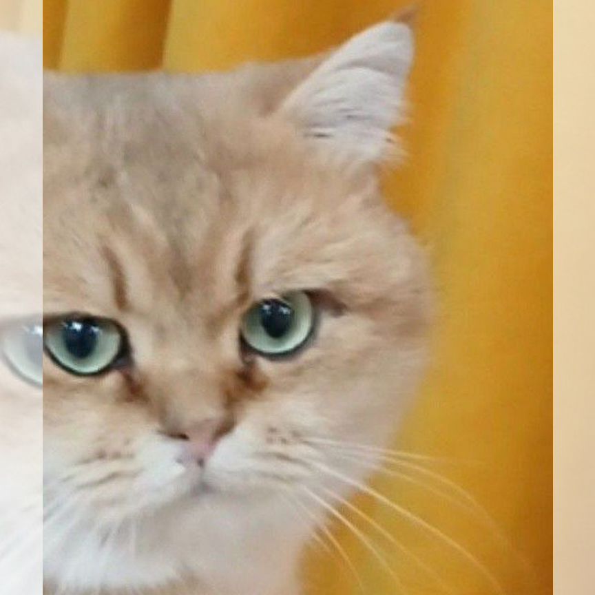 Британский короткошёрстный кот, взрослый