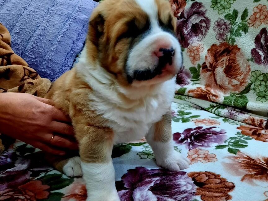 Щенки алабая (сао)