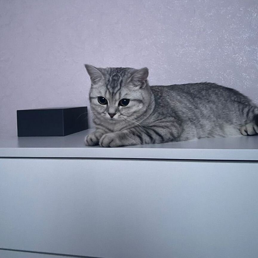 Вязка, ищем шотландского котика