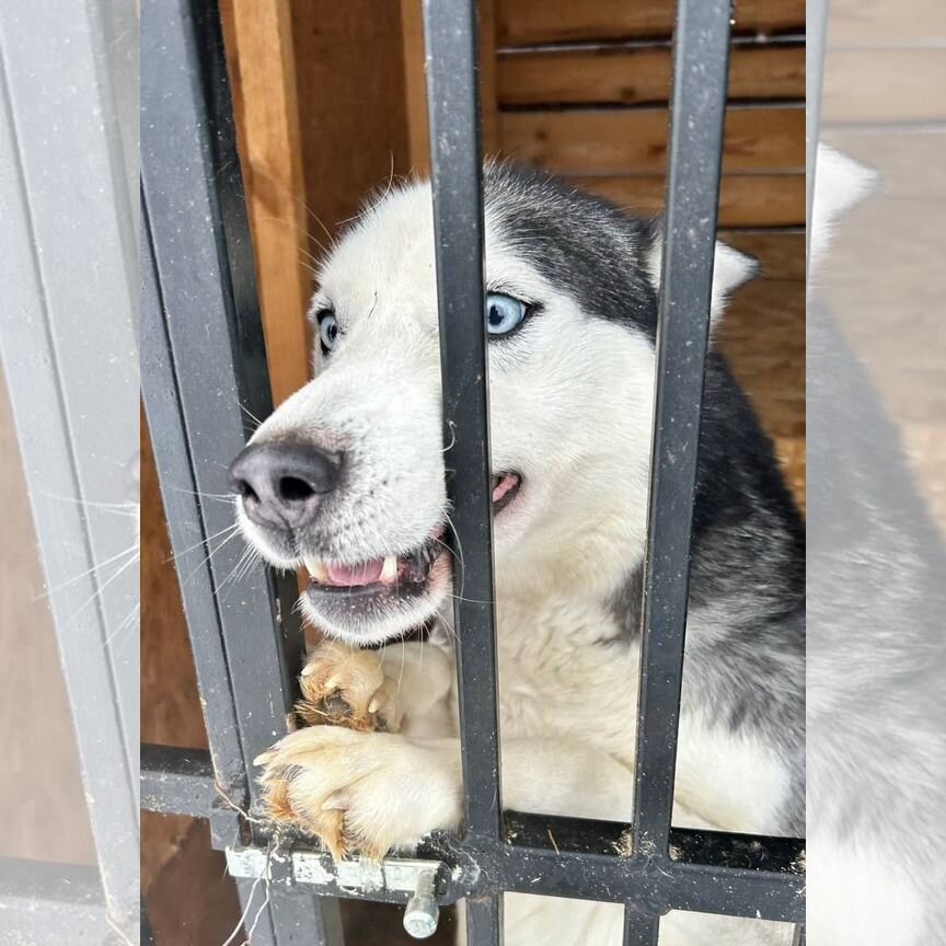 Юкки ищет дом