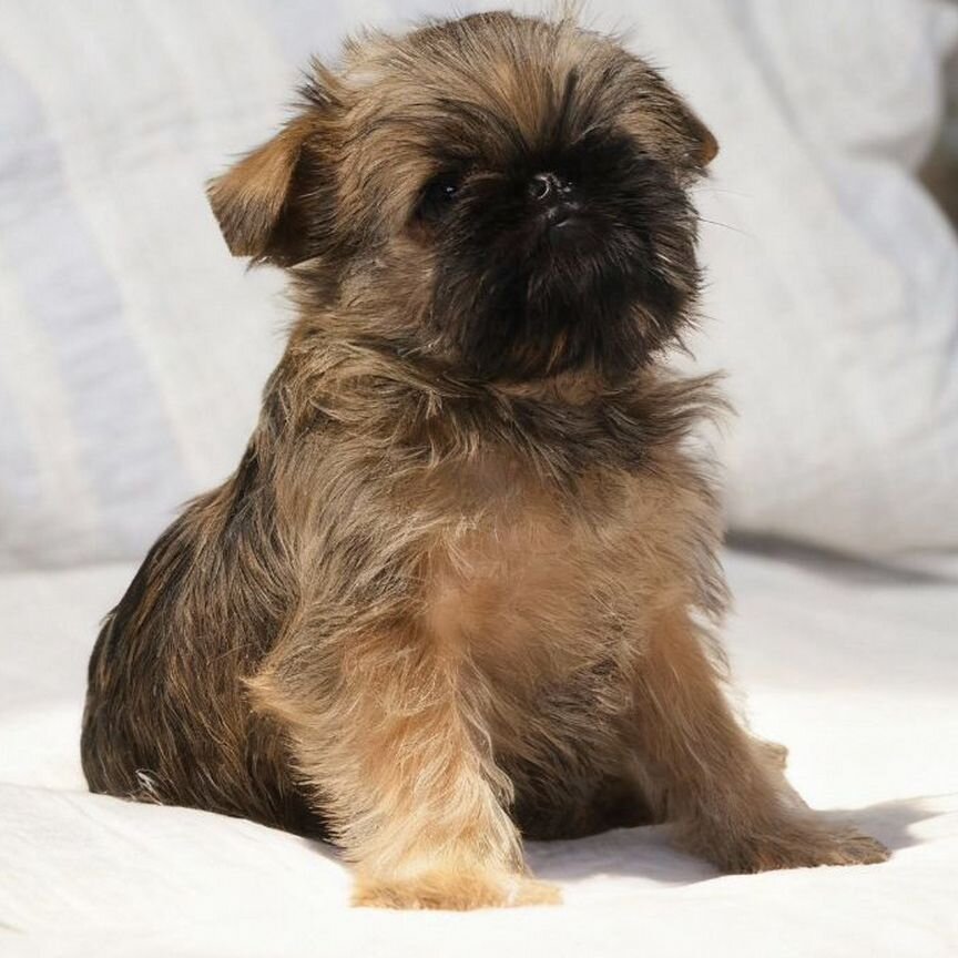 Брюссельский гриффон, щенок