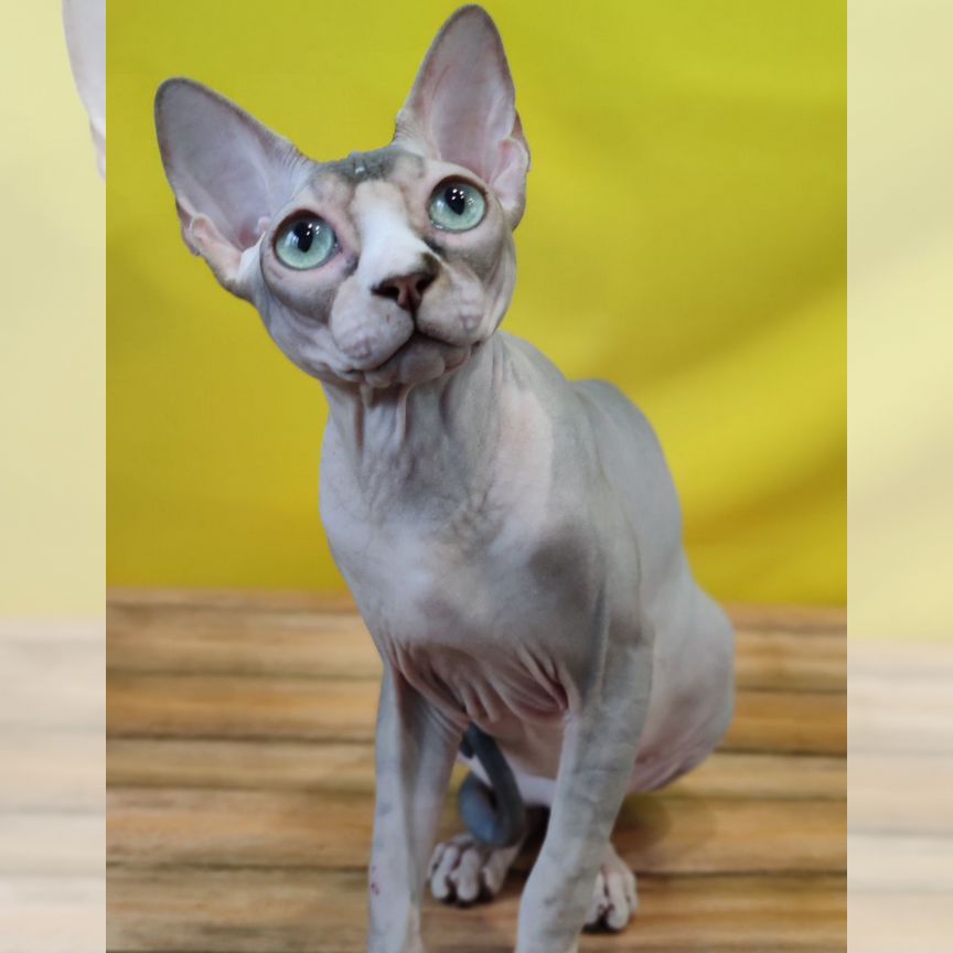 Канадский сфинкс c родословной