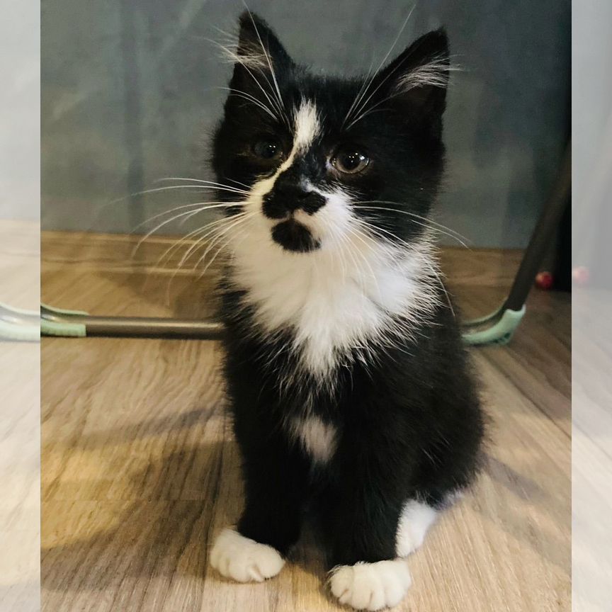 Котенок в надежные руки